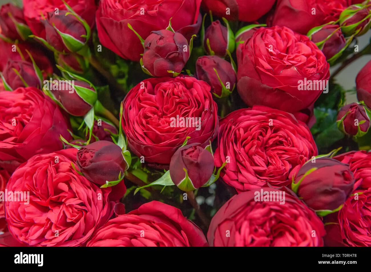 Exotic roses from scarlet red elite modern varieties in the bouquet as ...