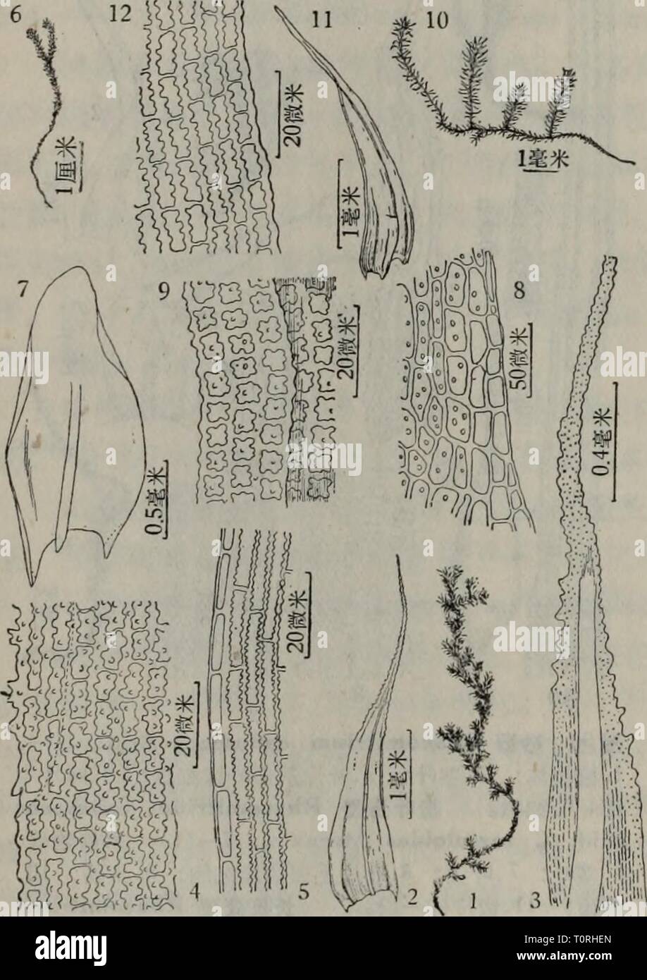 dong bei xian lei zhi Stock Photo - Alamy