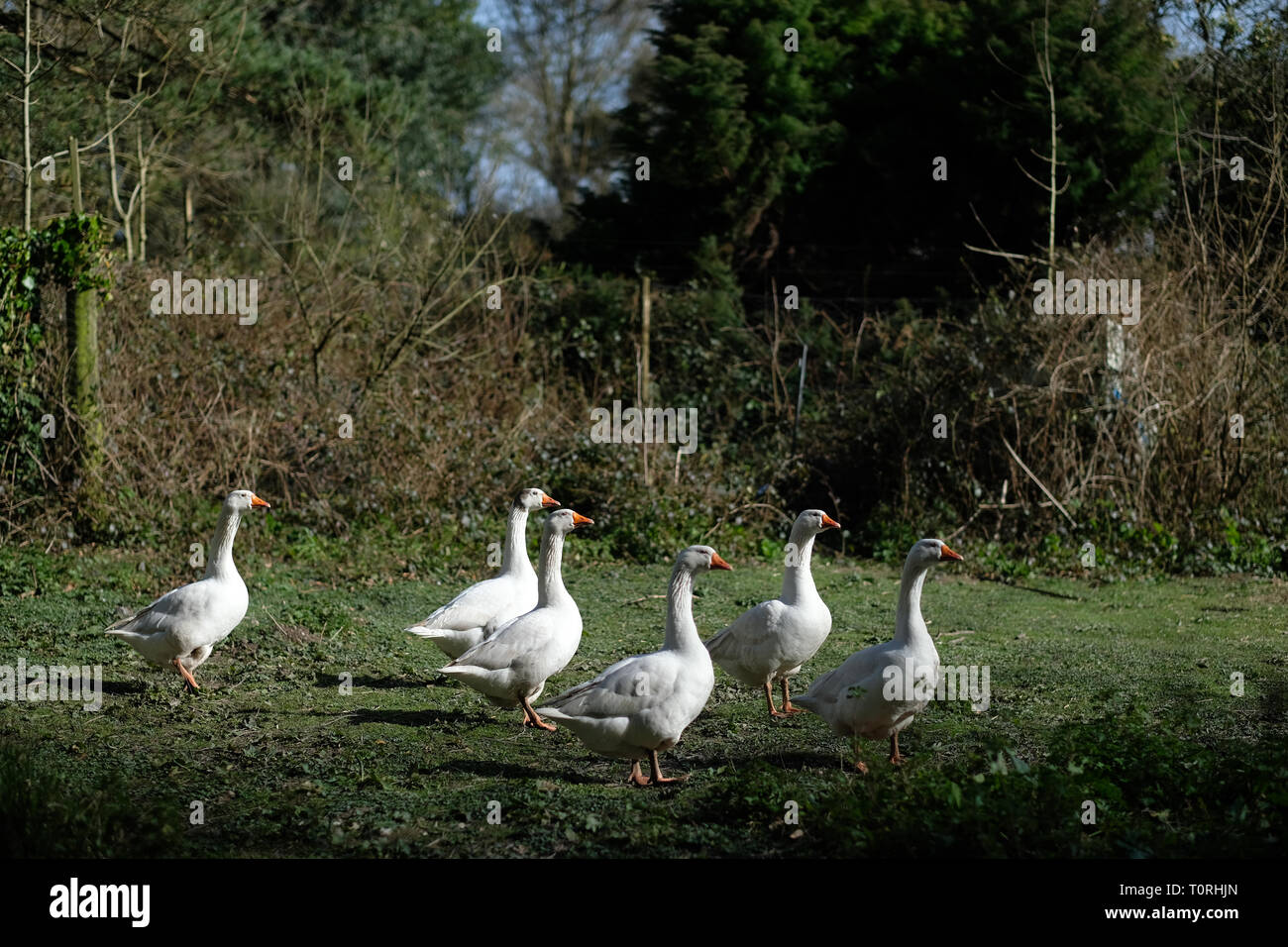 Six geese hi-res stock photography and images - Alamy