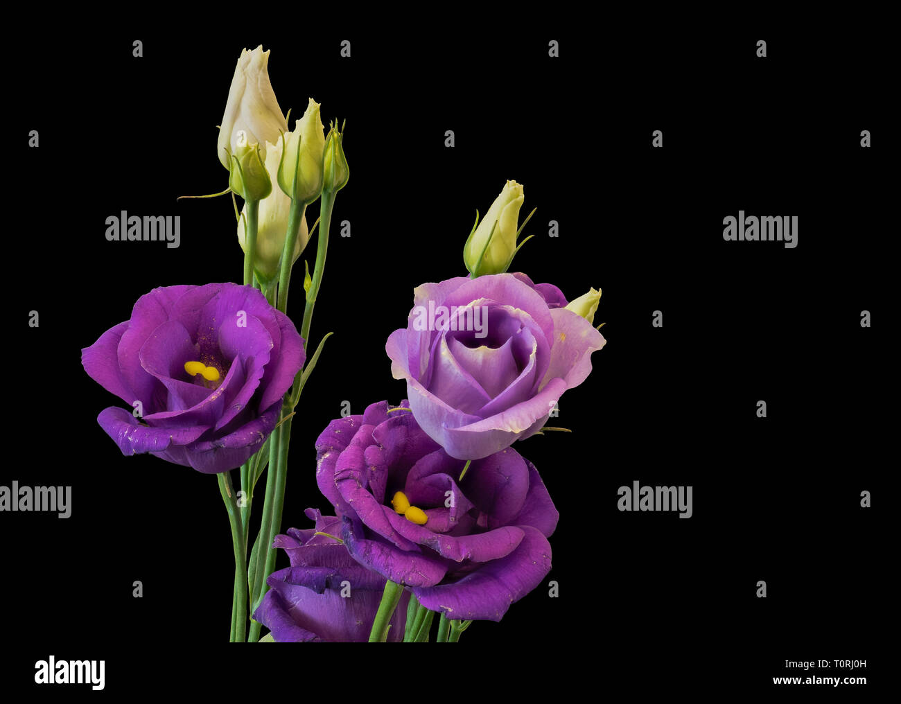 Fine art still life color macro of a bunch of violet blue lisianthus ...