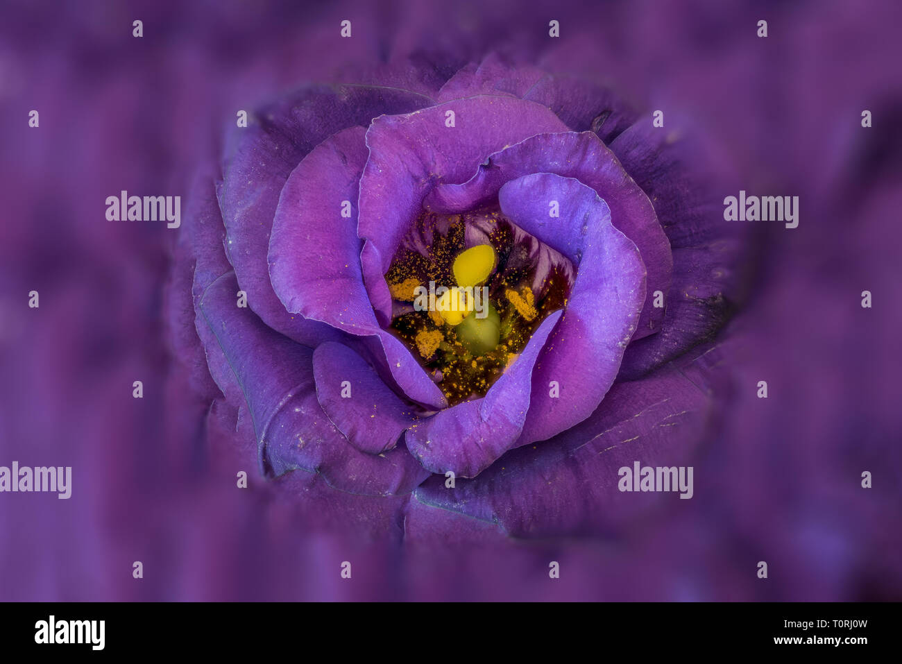 Fine art still life color macro of a the inner heart of a violet blue ...