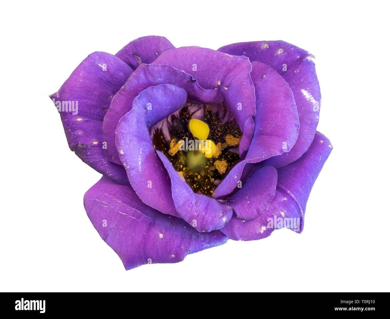 Fine art still life color macro of a a single isolated violet blue ...