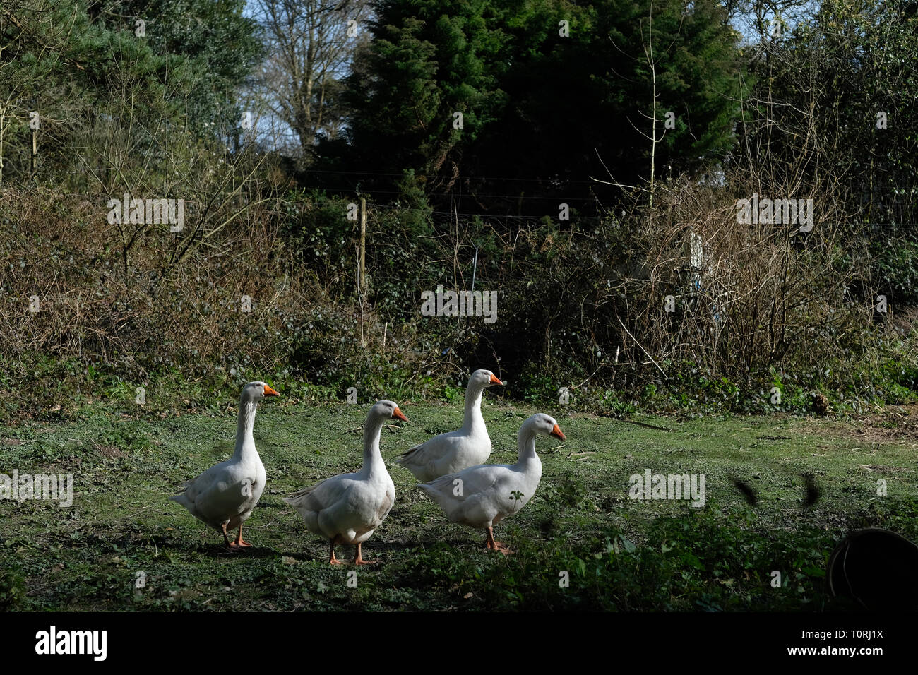 Four geese in a garden Stock Photo - Alamy