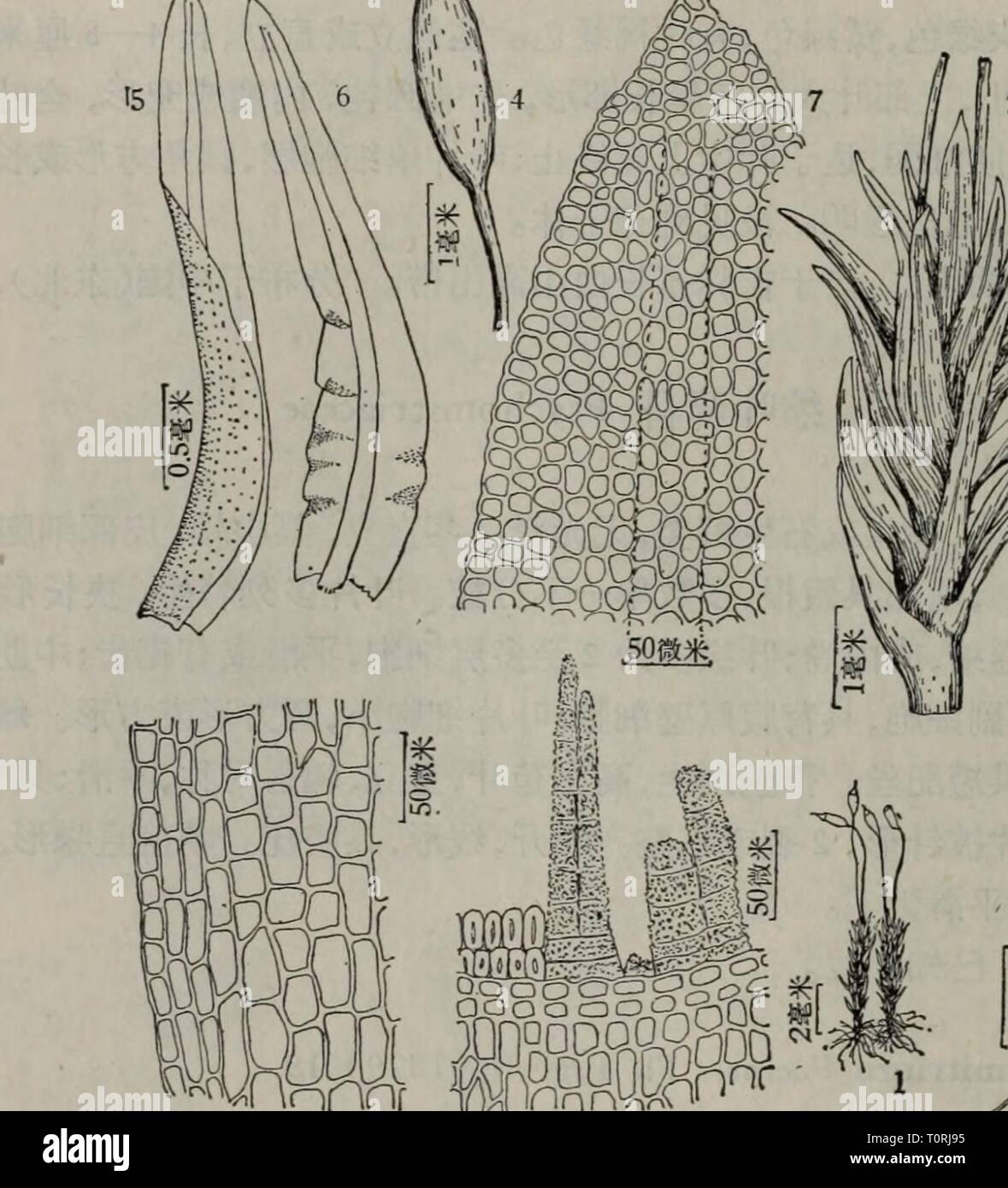 Lei bei hi-res stock photography and images - Alamy