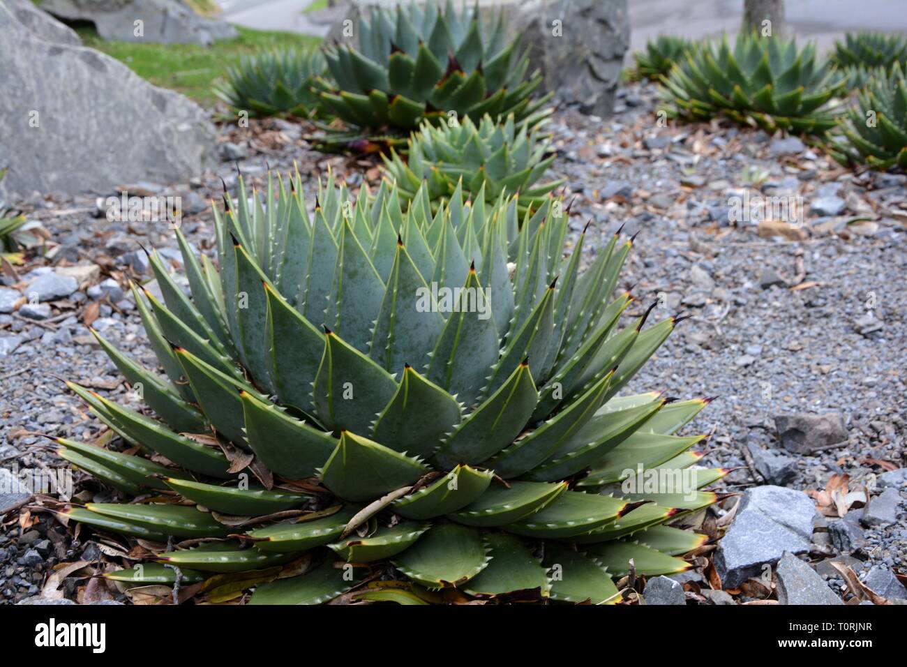 Polyphylla High Resolution Stock Photography and Images - Alamy