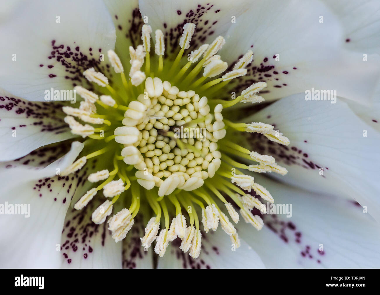 White hellebore hi-res stock photography and images - Alamy