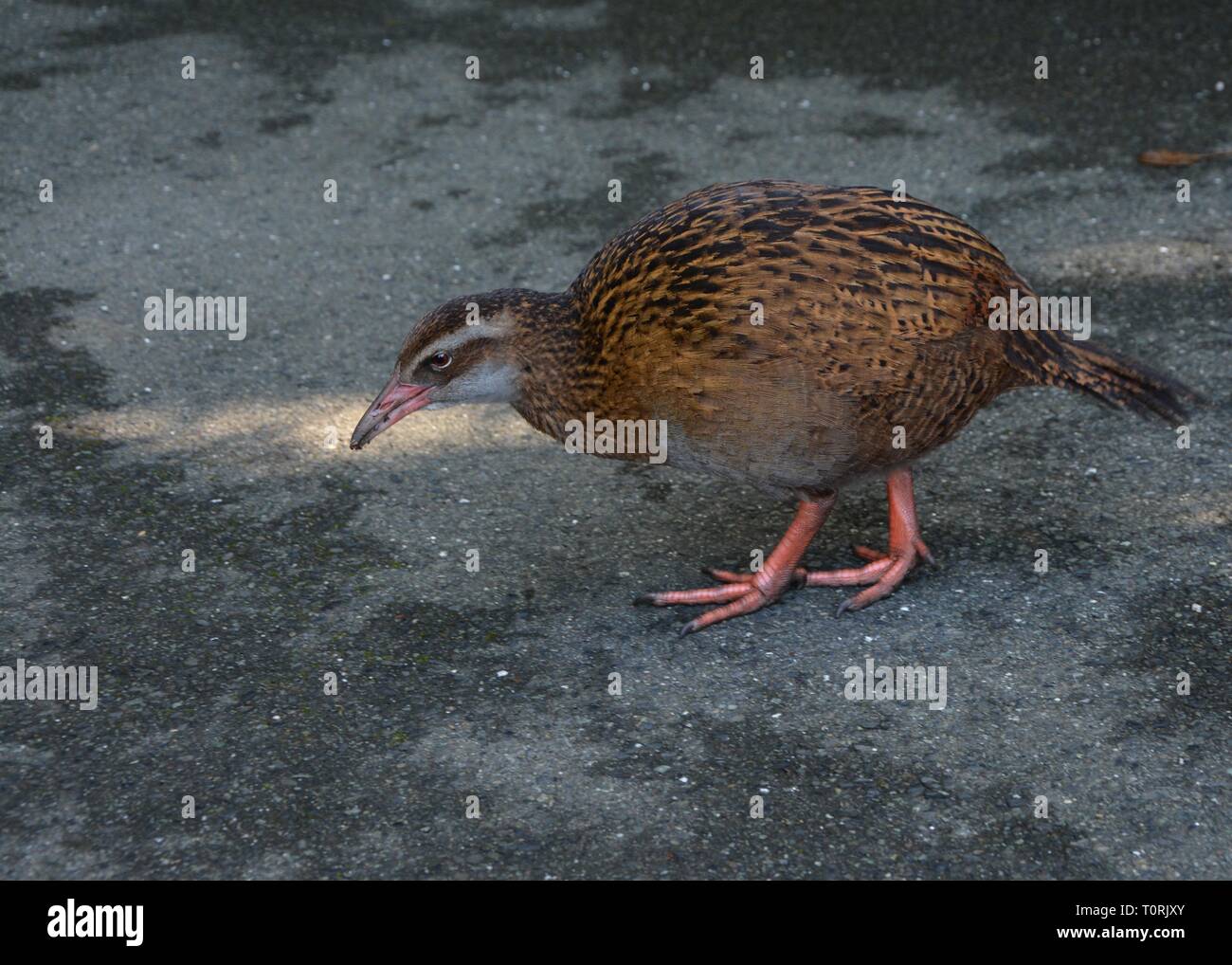 Weka bird, Maori hen or woodhen (Gallirallus australis), New Zealand ...