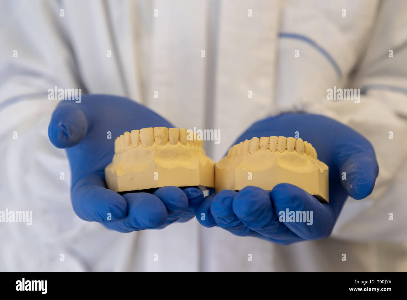 Dentist hands holding teeth model, denture Stock Photo - Alamy