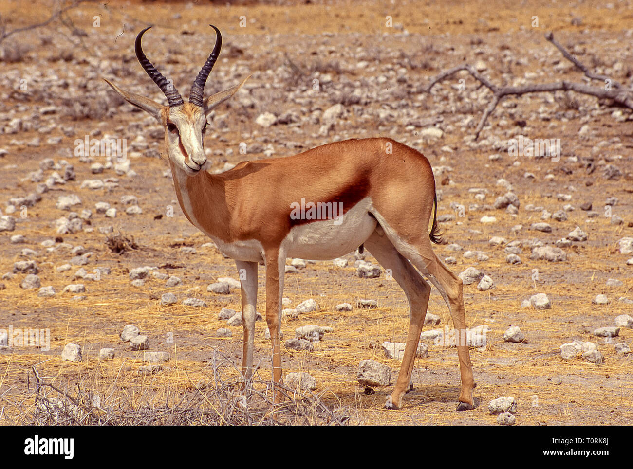 Spingbok male near a waterhole in the Etosha park Stock Photo - Alamy