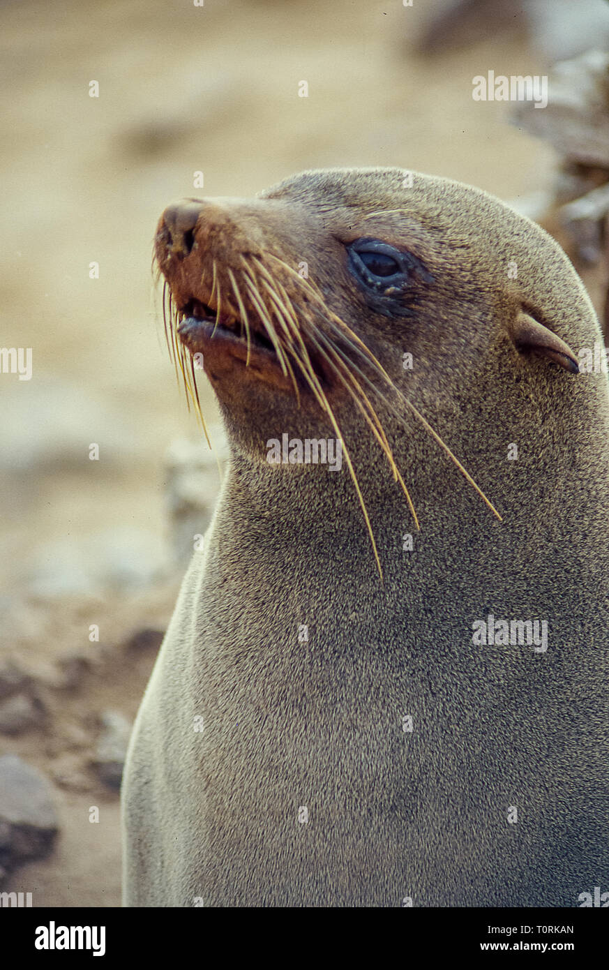 Close up of sea lion in the Cape Cross colony on the Atlantic coast of ...