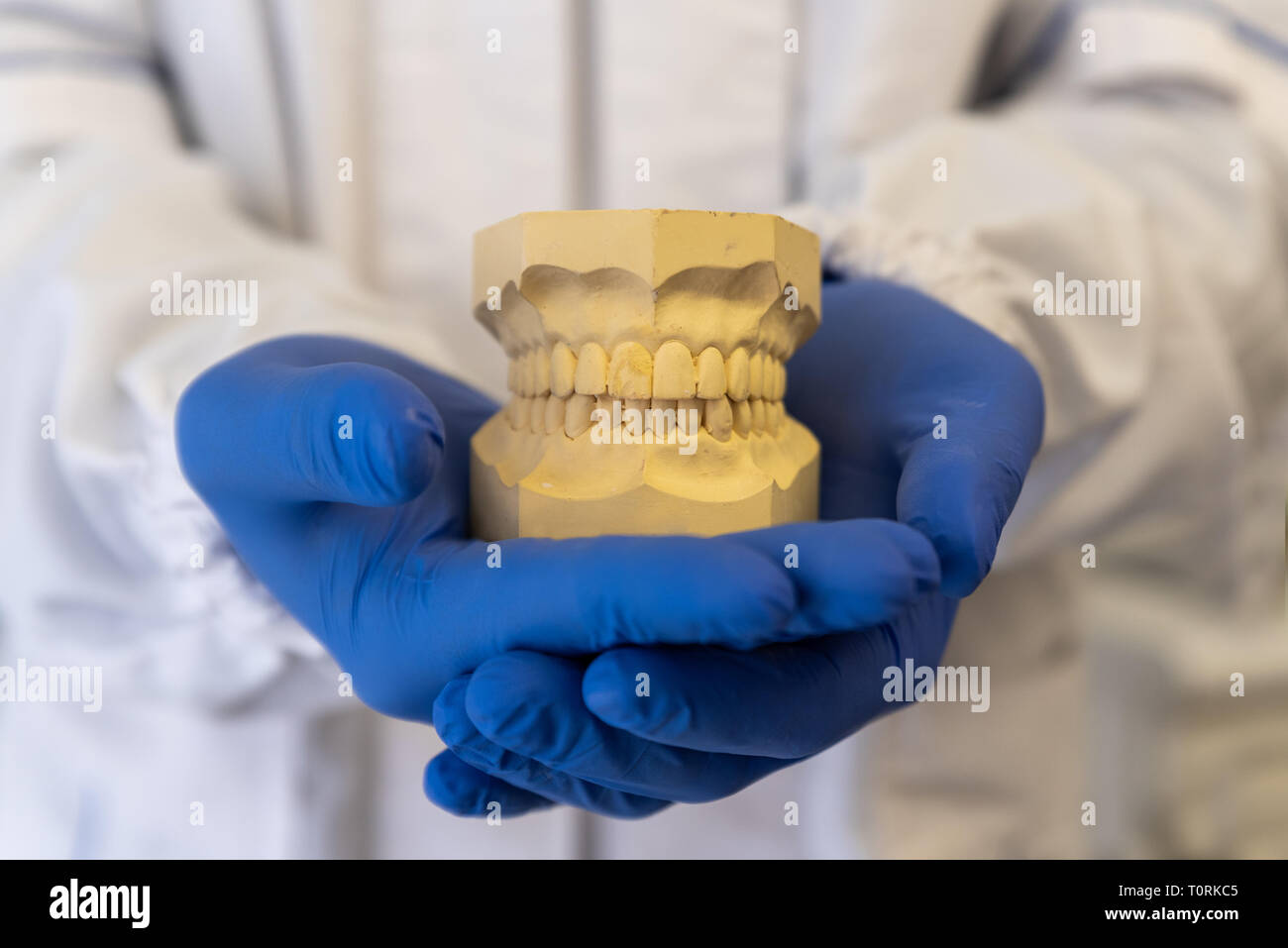 Dentist hands holding teeth model, denture Stock Photo - Alamy