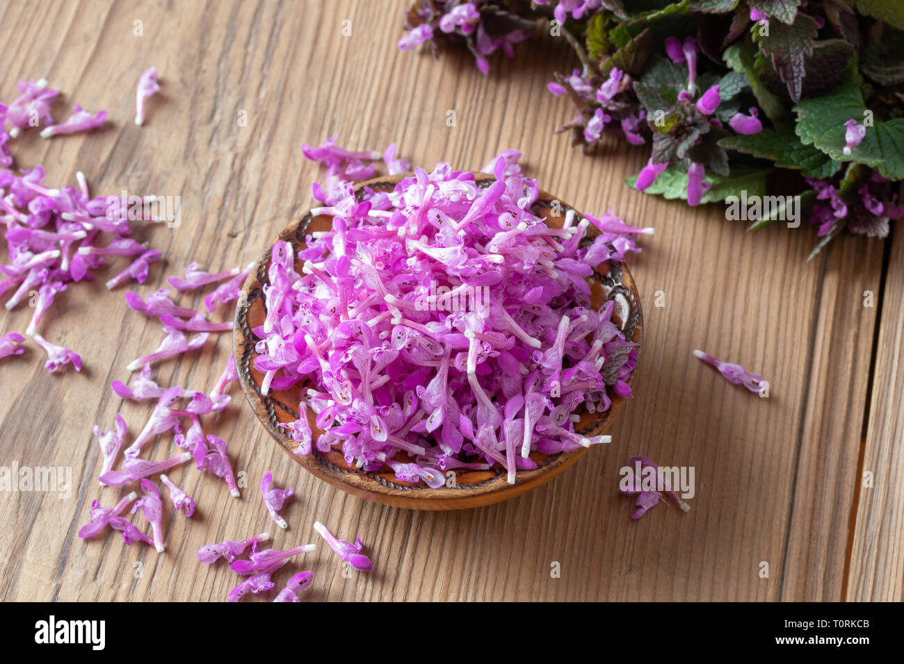 Purple dead hi-res stock photography and images - Alamy