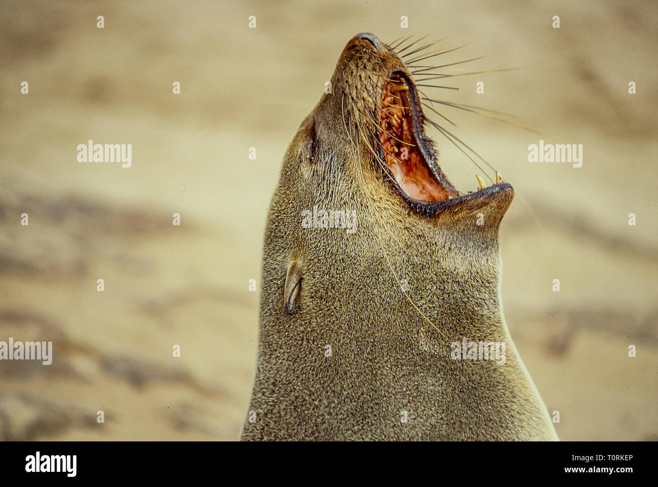 Close up of sea lion in the Cape Cross colony on the Atlantic coast of ...