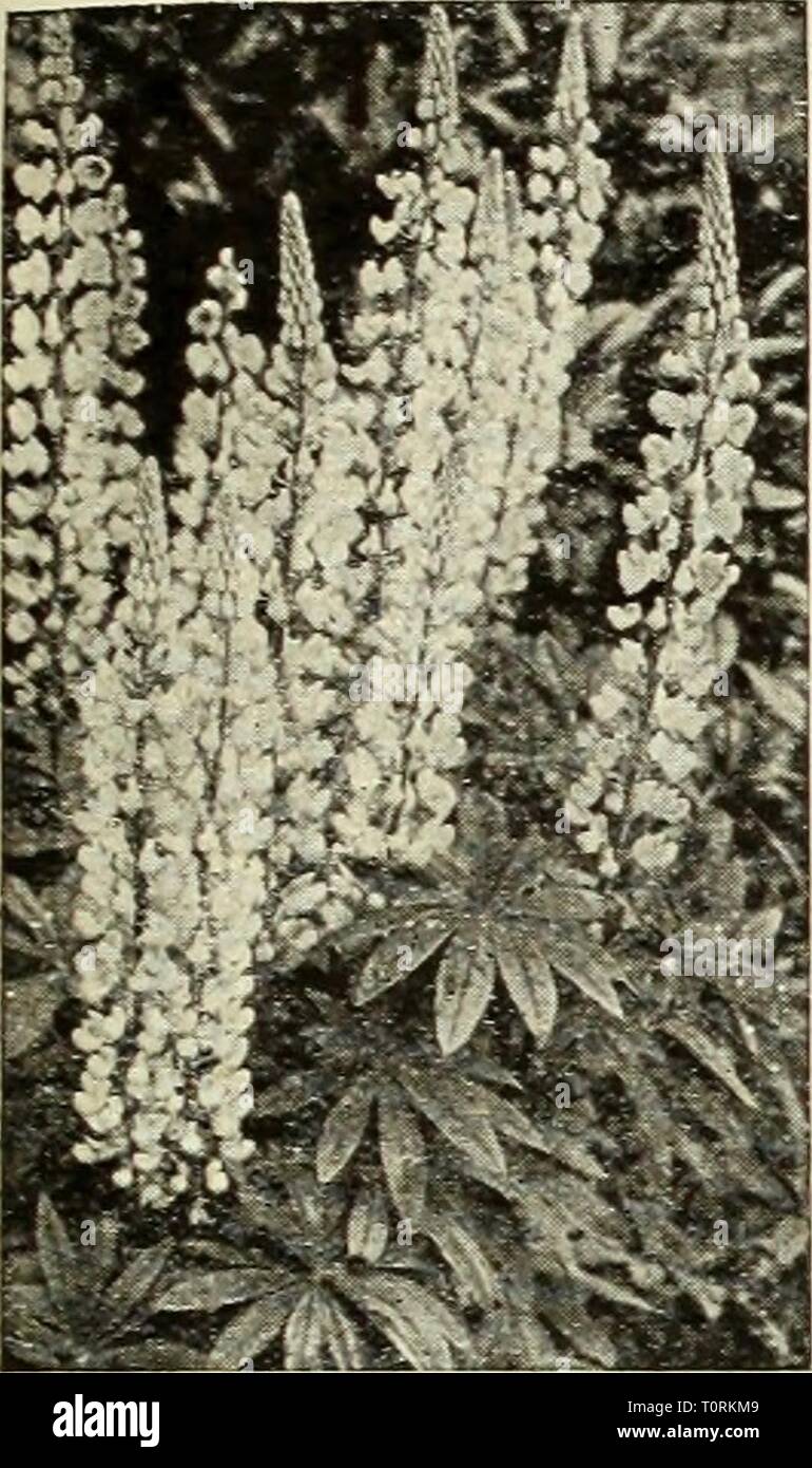 Dreer's bulbs plants, shrubs, Dreer's bulbs : plants, shrubs, and seeds ...