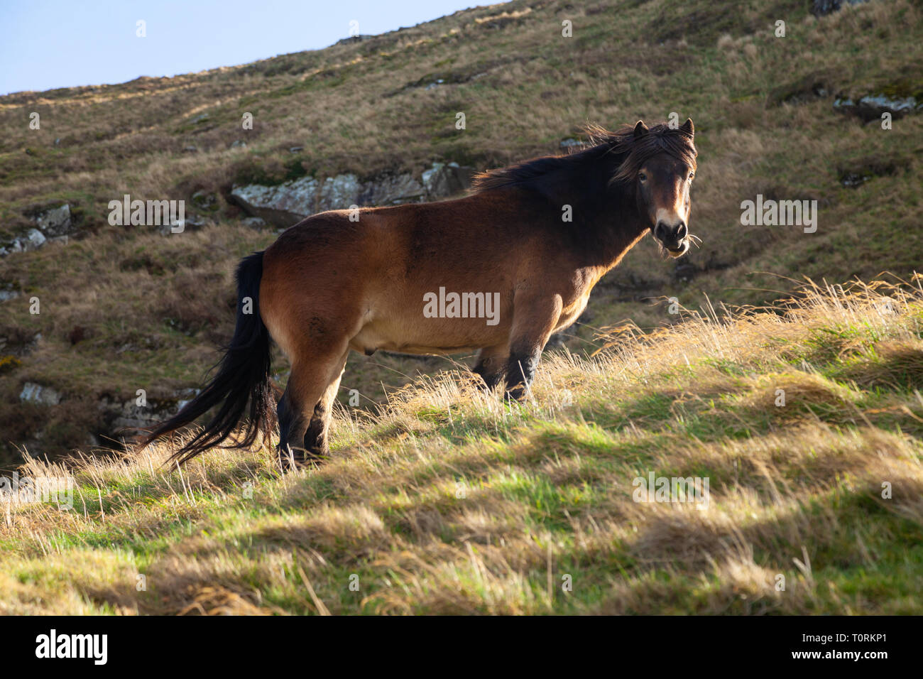 Semi feral Exmoor pony, Traprain Law, East Lothian, Scotland, UK Stock ...