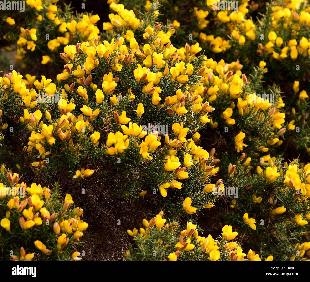 Spring flowering gorse hi-res stock photography and images - Alamy