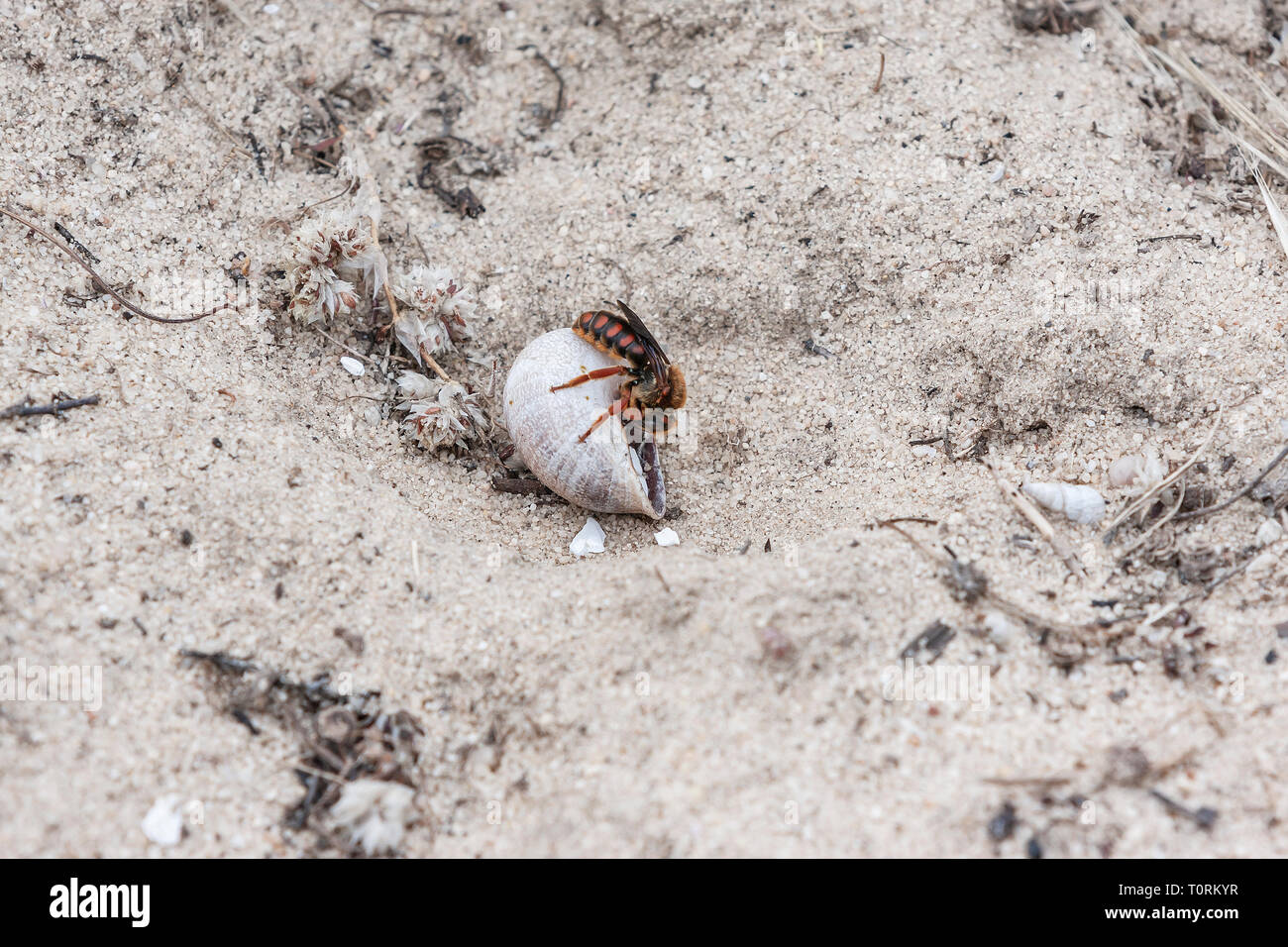 Feeding wasp hi-res stock photography and images - Alamy