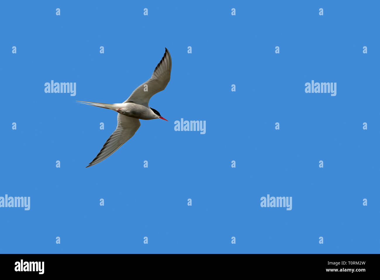 Sterna paradisaea migration hi-res stock photography and images - Alamy