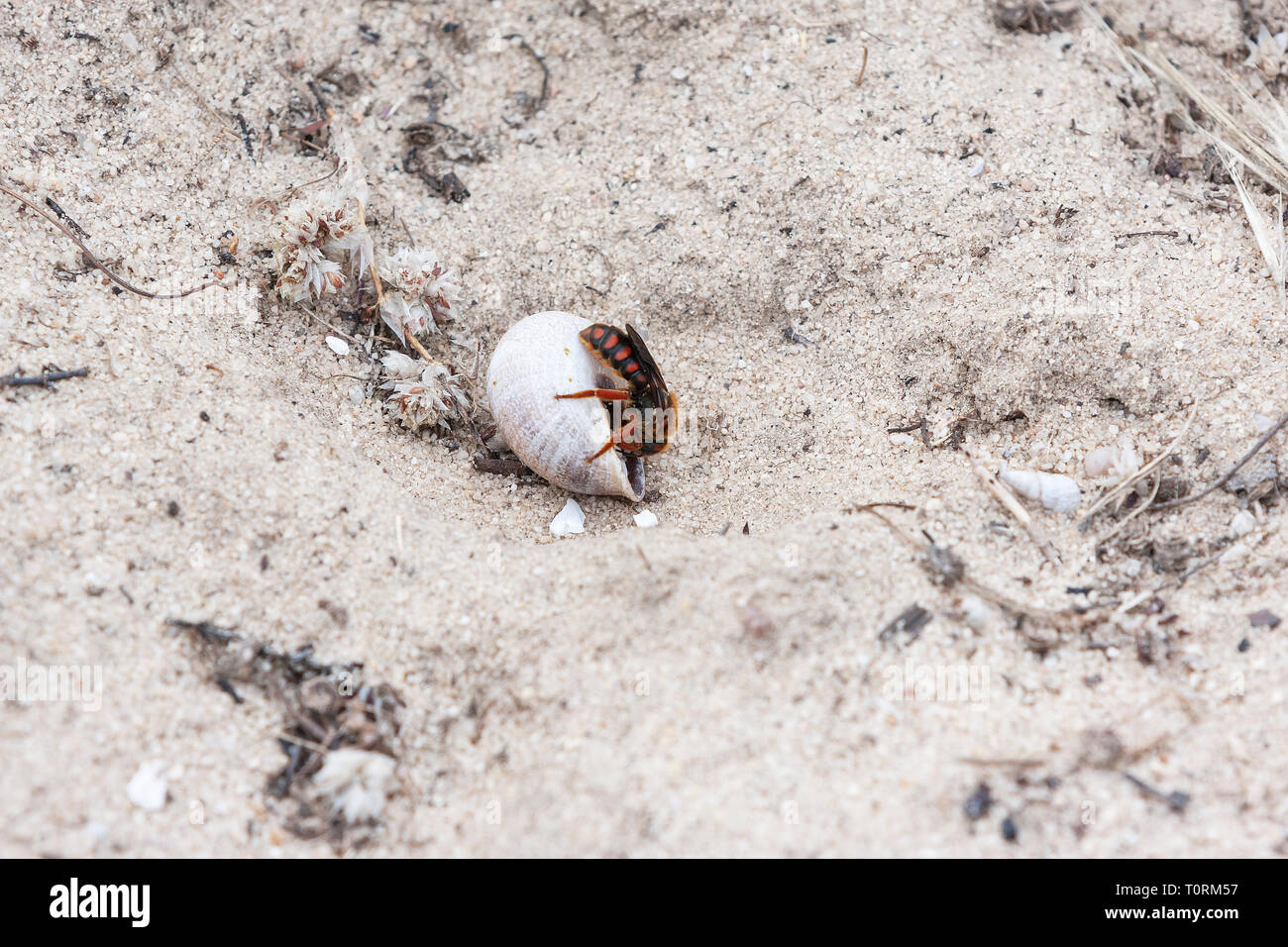 Predator snail hi-res stock photography and images - Alamy
