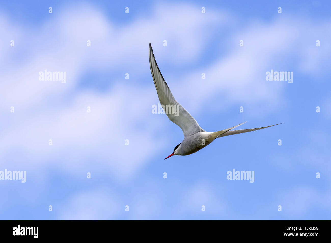 Sterna paradisaea migration hi-res stock photography and images - Alamy