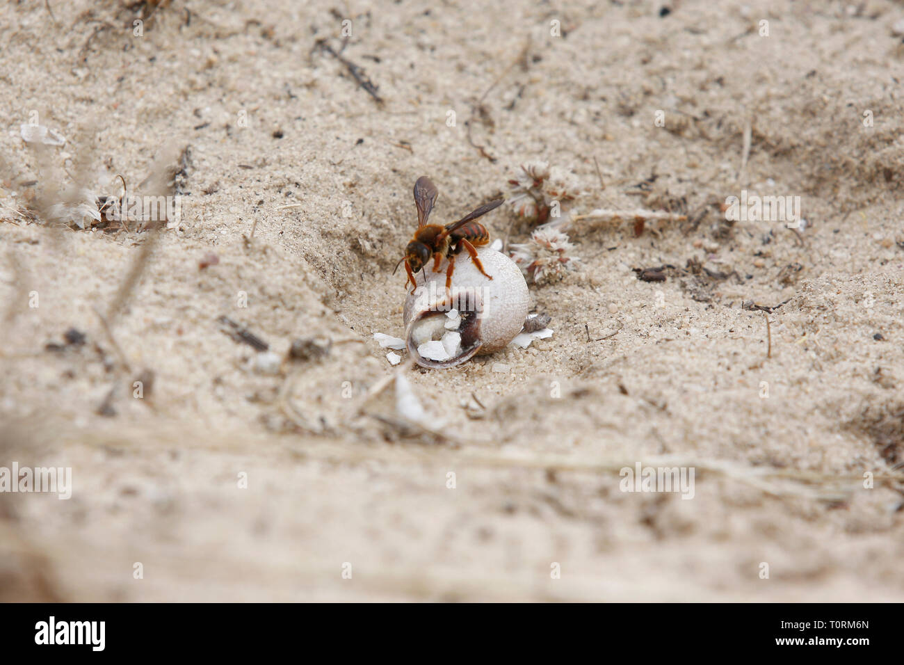 Predator snail hi-res stock photography and images - Alamy