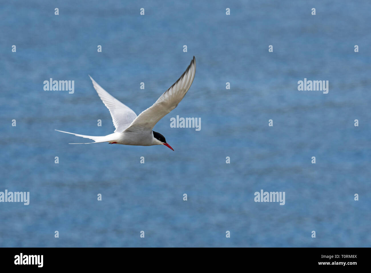 Arctic tern (Sterna paradisaea) flying over sea water / Atlantic Ocean ...