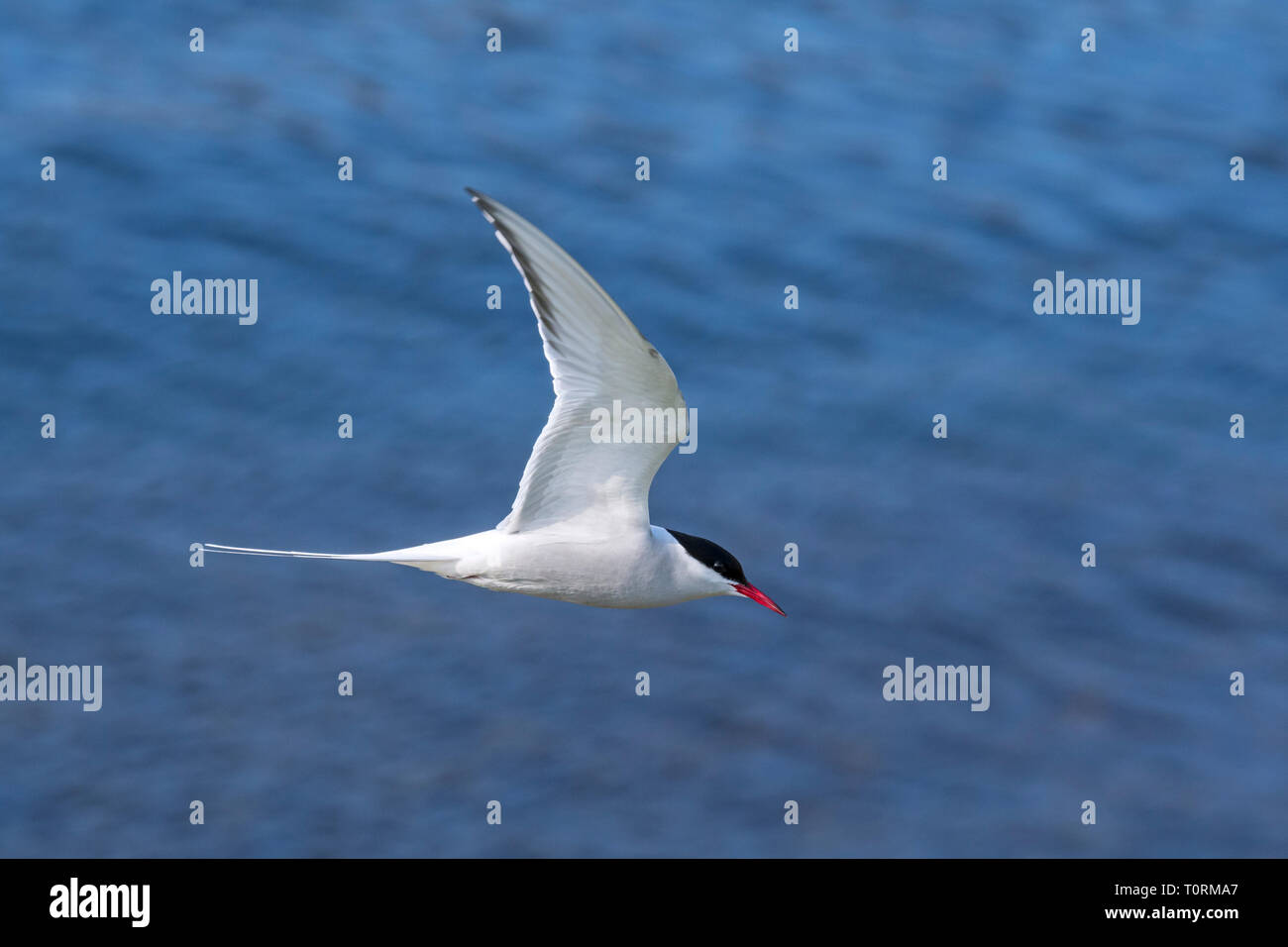 Arctic tern (Sterna paradisaea) flying over sea water / Atlantic Ocean ...