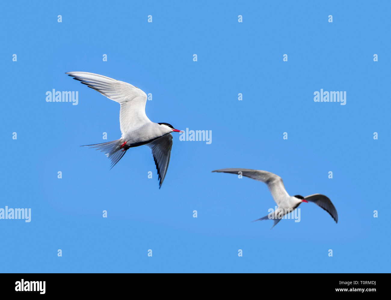 Sterna paradisaea migration hi-res stock photography and images - Alamy