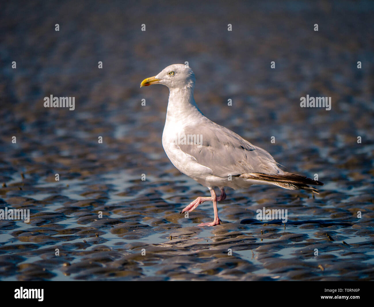 Close-up of a walking seagull from the side Stock Photo - Alamy