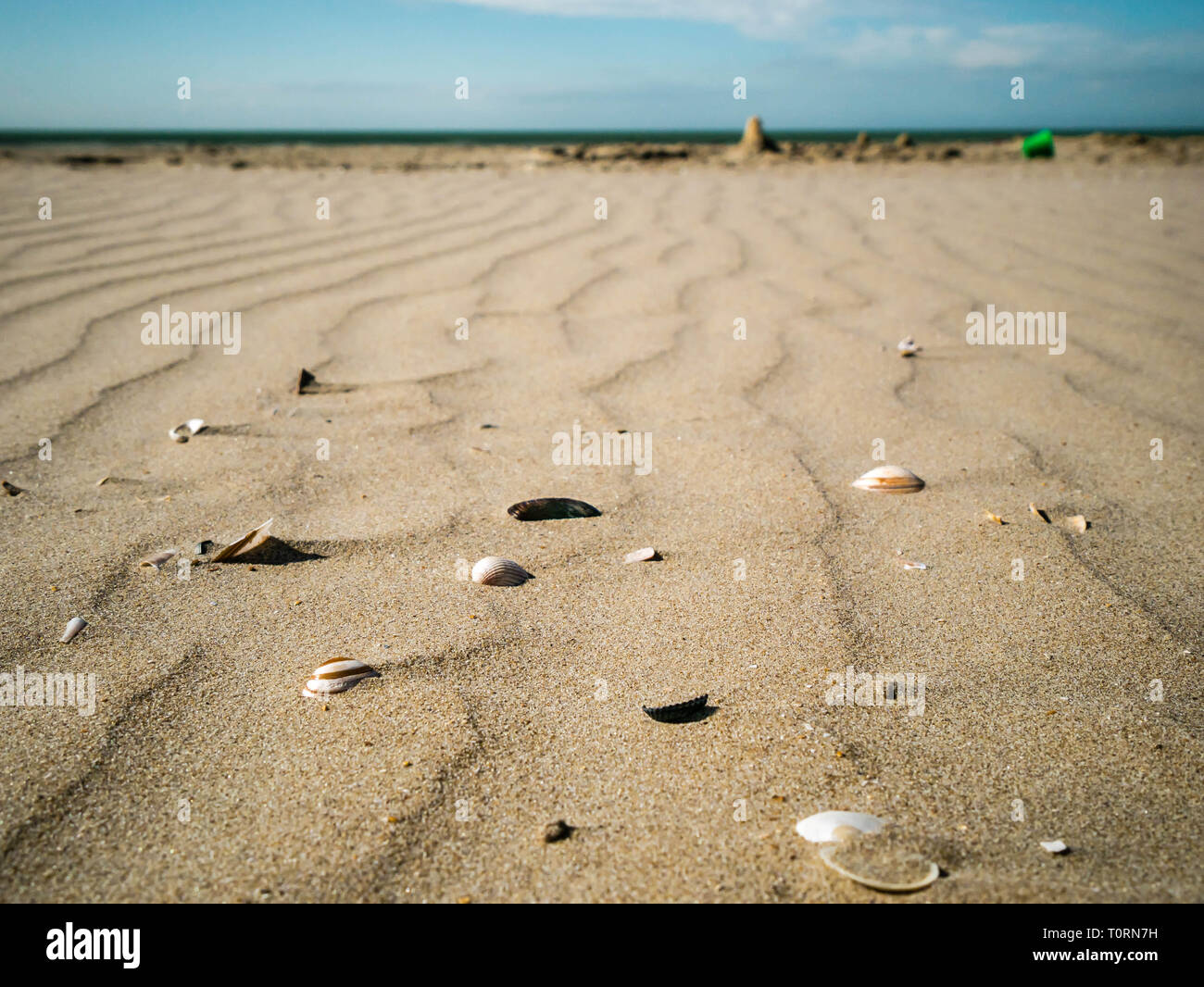 Empty seashells hi-res stock photography and images - Alamy