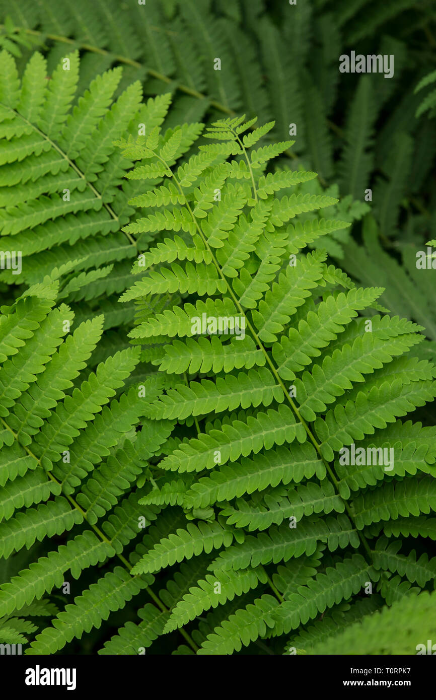 Giant wood ferns hi-res stock photography and images - Alamy
