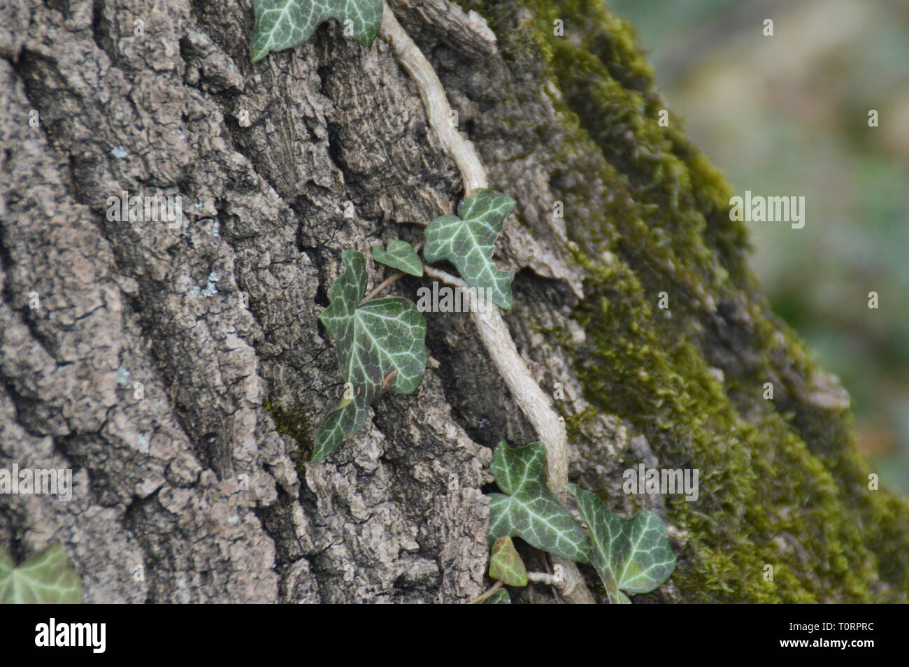 Bast tree hi-res stock photography and images - Alamy