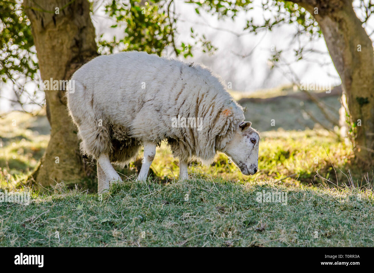 Most common sheep breed in uk hi-res stock photography and images - Alamy