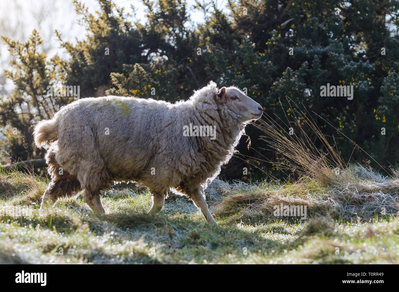 Most common sheep breed in uk hi-res stock photography and images - Alamy