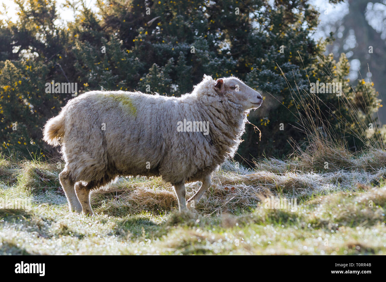 Most common sheep breed in uk hi-res stock photography and images - Alamy