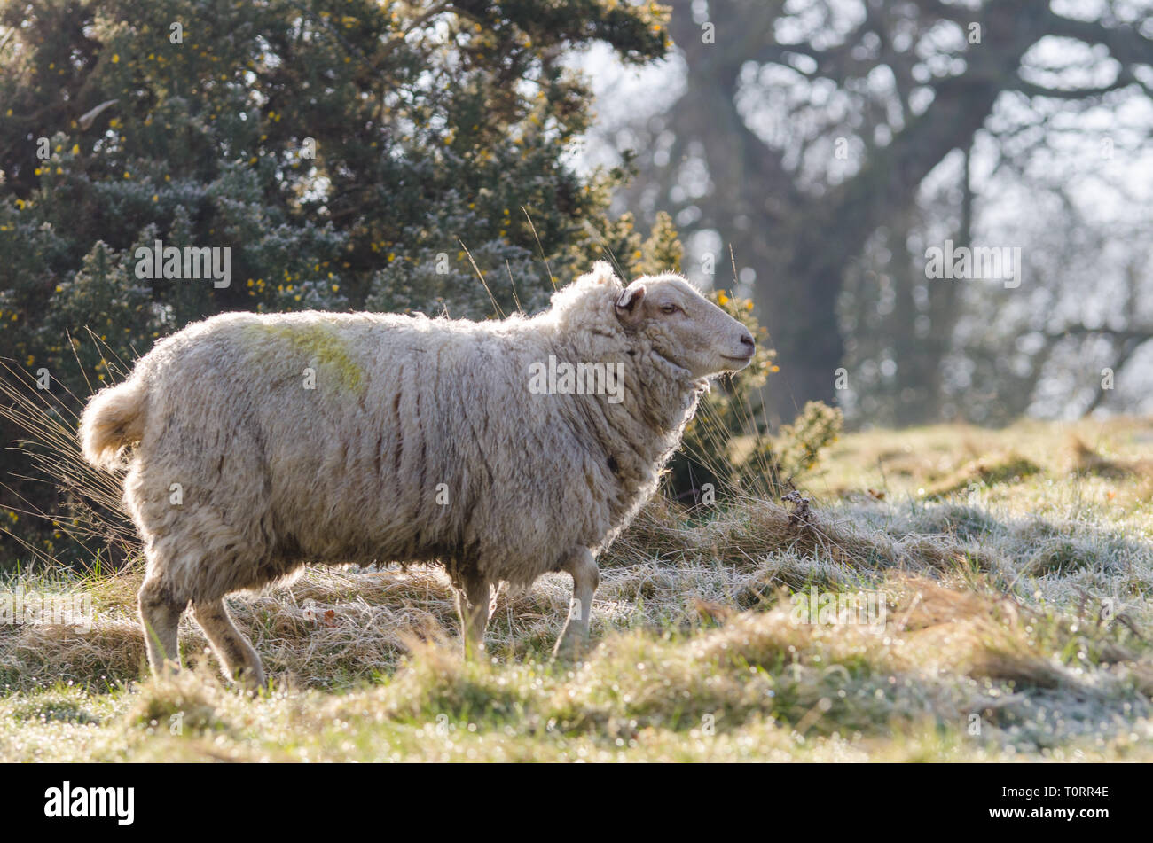 Most common sheep breed in uk hi-res stock photography and images - Alamy