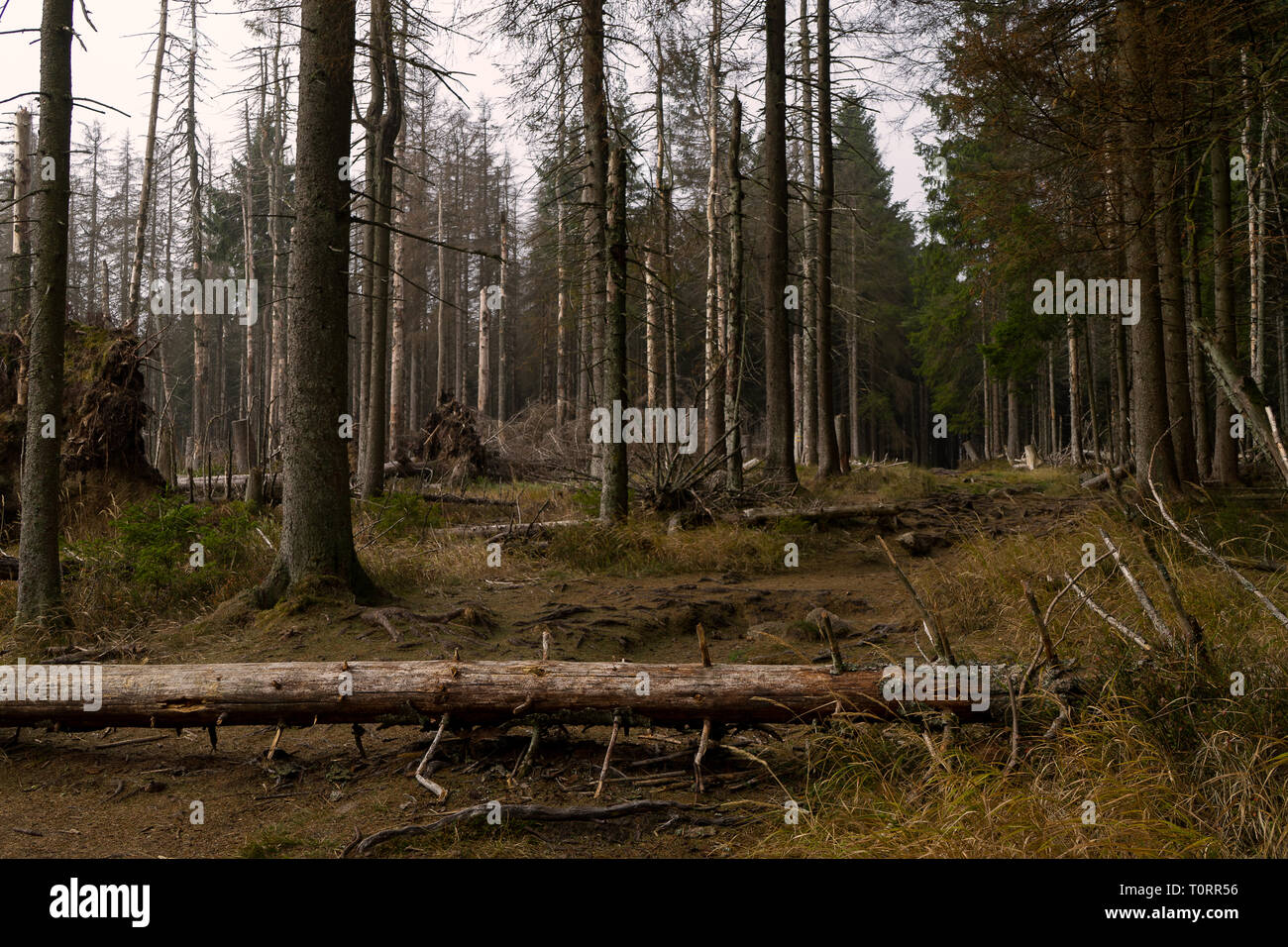 German fauna hi-res stock photography and images - Alamy
