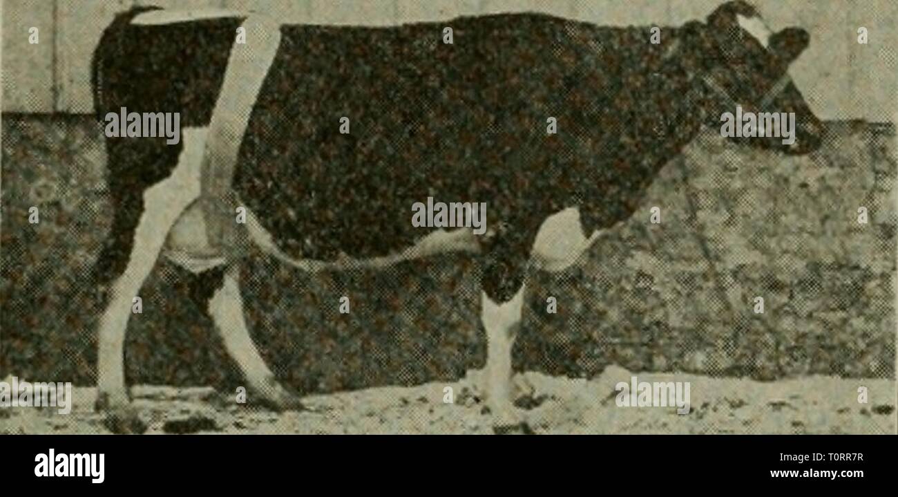 Infectious diseases in cattle hi-res stock photography and images - Alamy