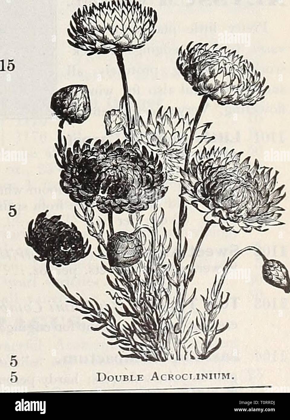 Wolfsbane drawing hi-res stock photography and images - Alamy