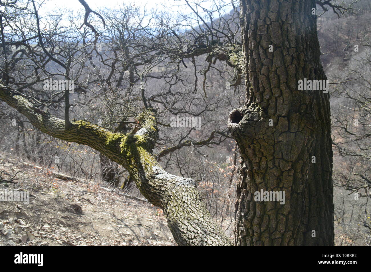 Trees in Vienna Stock Photo - Alamy