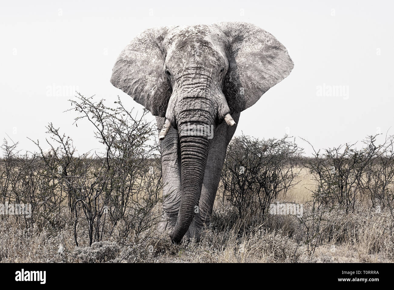 Africa, Namibia, Etosha NP. Bull elephant in aggressive ear fanning ...