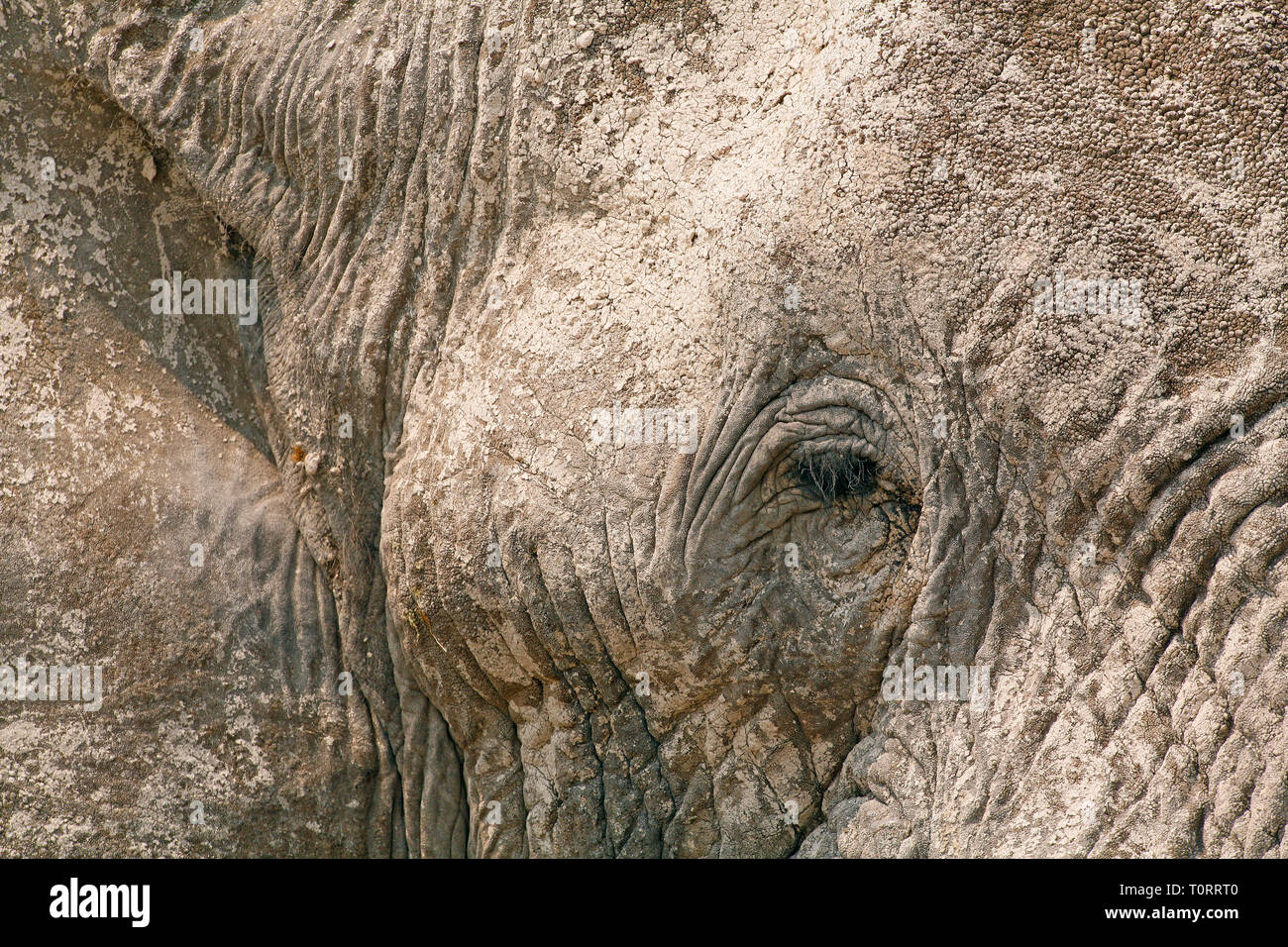 Africa. Namibia. Close-up of old dry elephant's face Stock Photo - Alamy