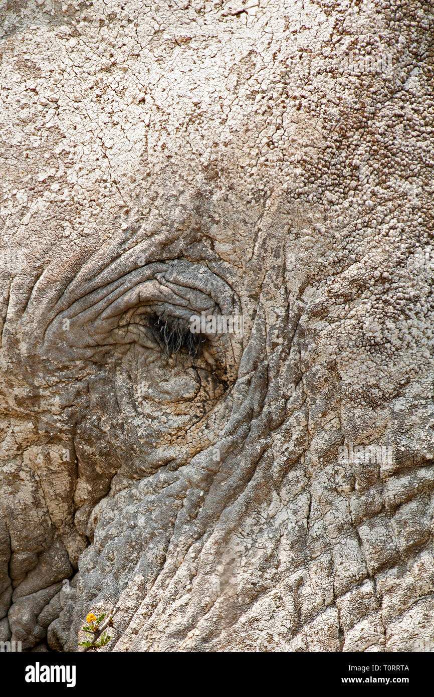 Elephants face hi-res stock photography and images - Alamy