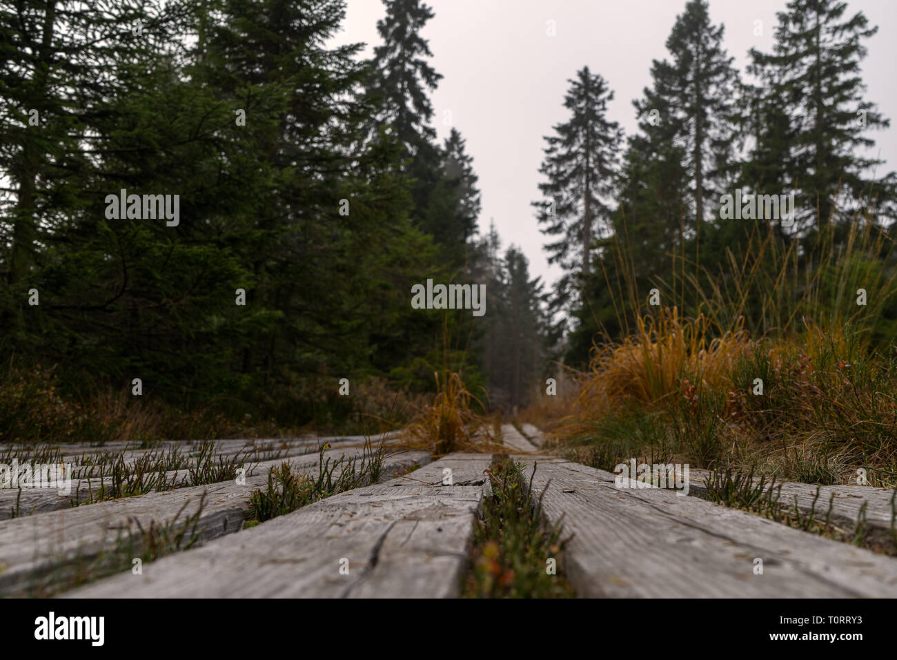 Path in the forest at the german area called Harz Stock Photo - Alamy