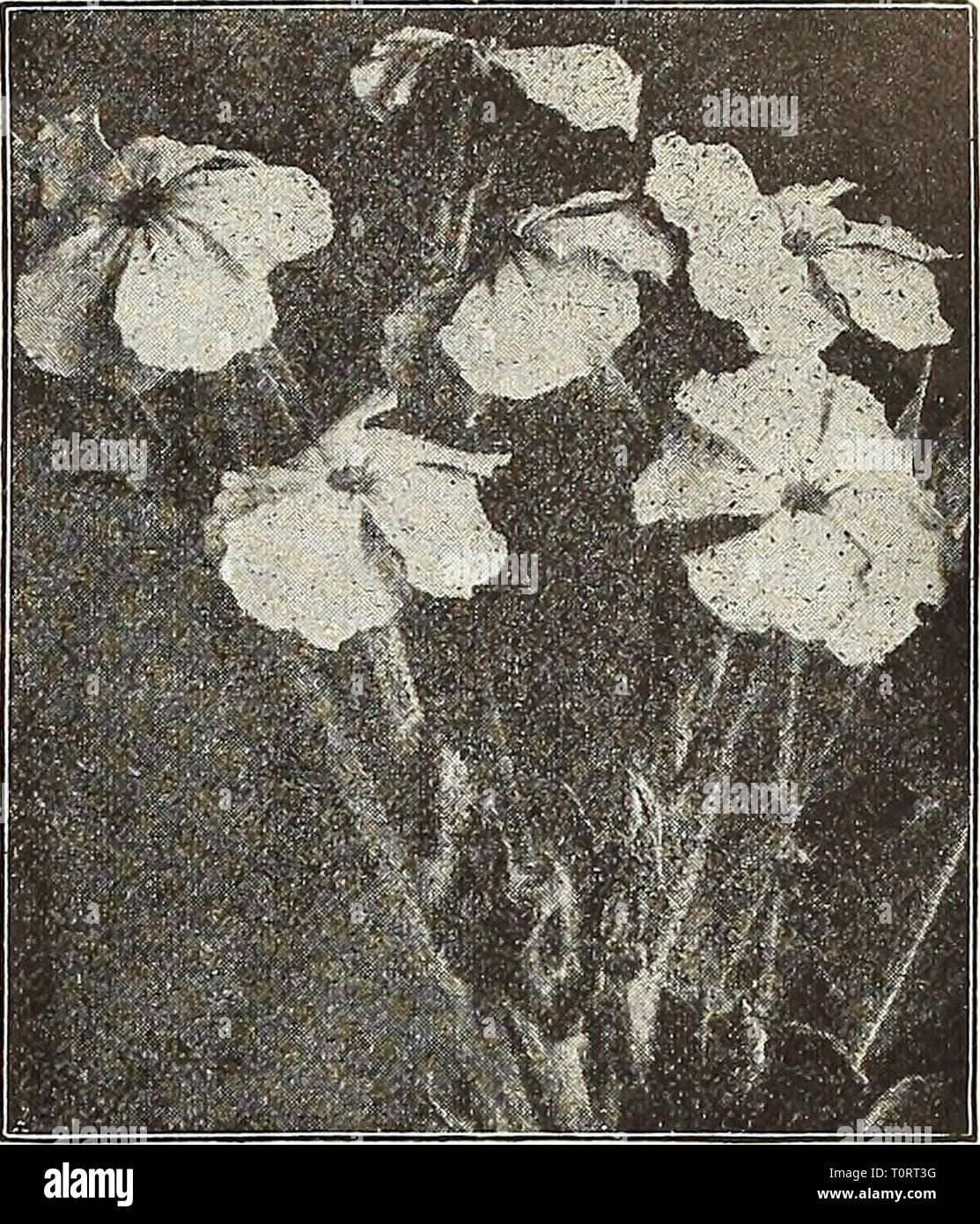 Wolfsbane drawing hi-res stock photography and images - Alamy