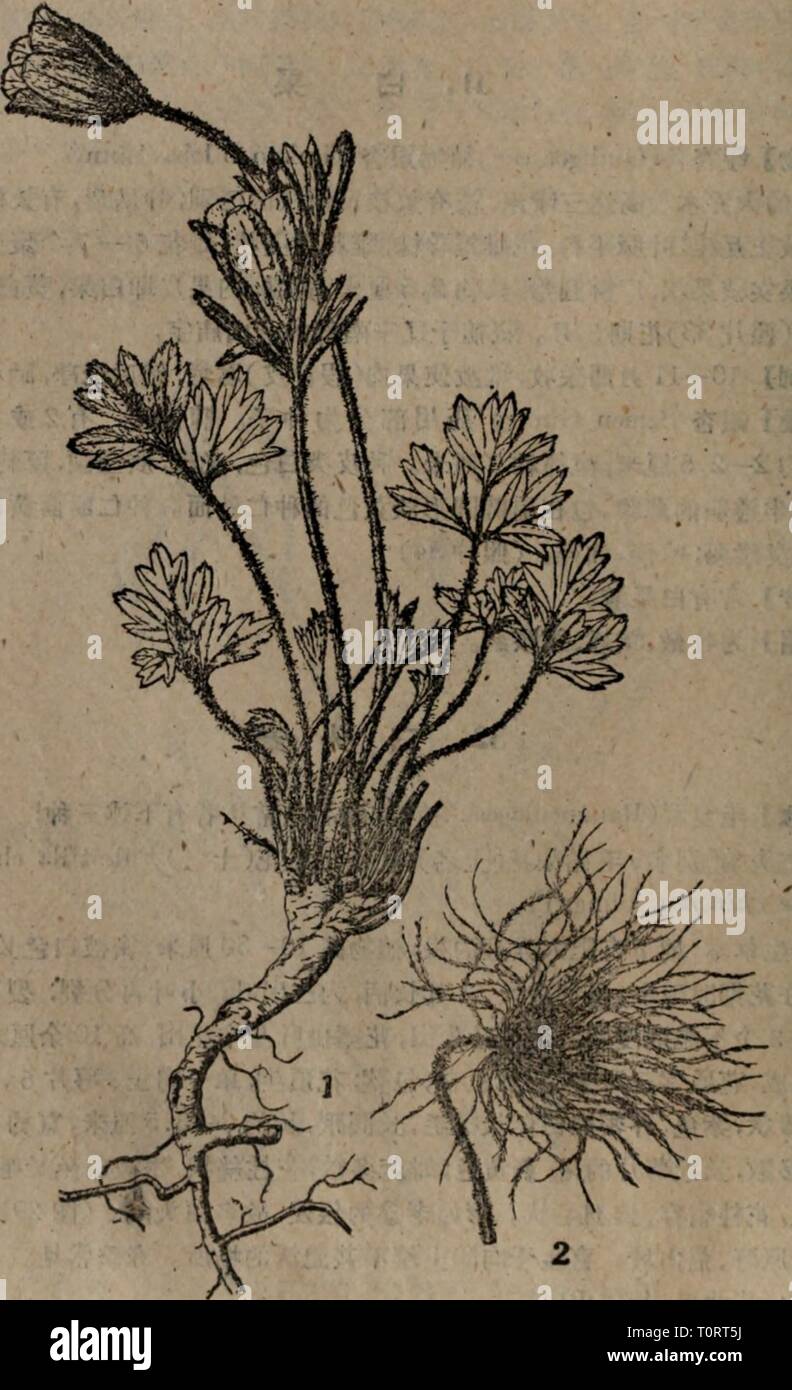 dong bei zhi wu yao Stock Photo - Alamy