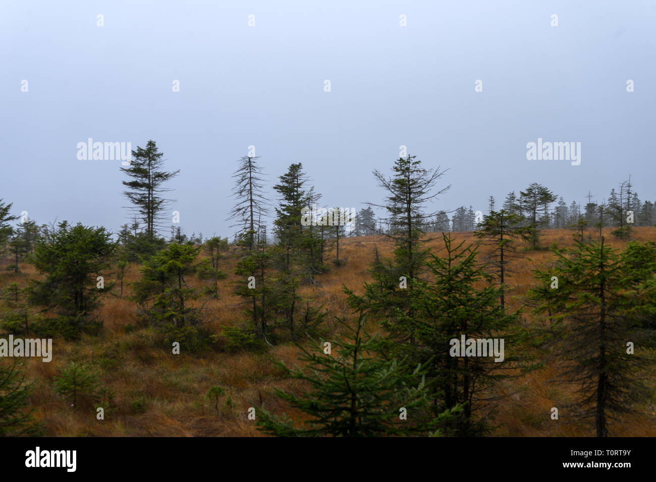 German fauna hi-res stock photography and images - Alamy