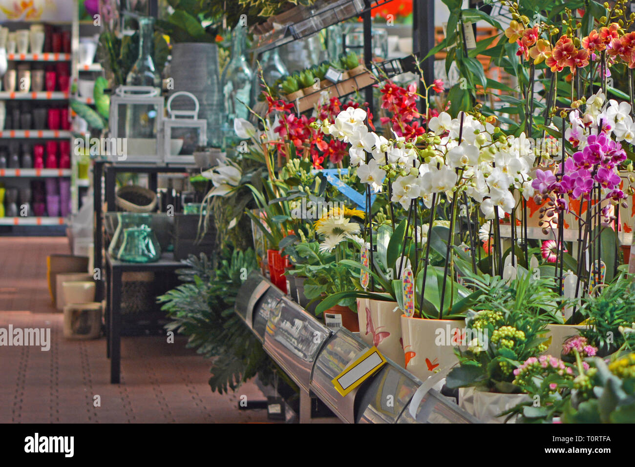 Interior of a flower shop with many colorful orchid plants Stock Photo ...