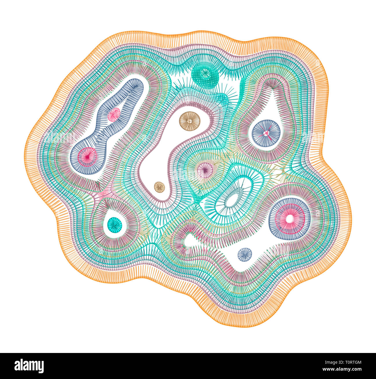 Cross Section Of An Organic Cell With Intracellular Organelles. Medical ...