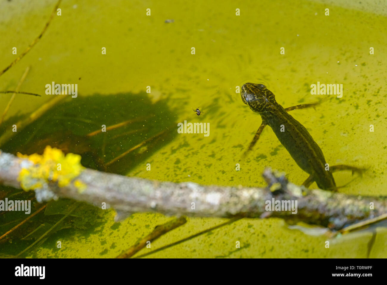 Smooth or Common Newt swimming in green water in garden pond Stock ...
